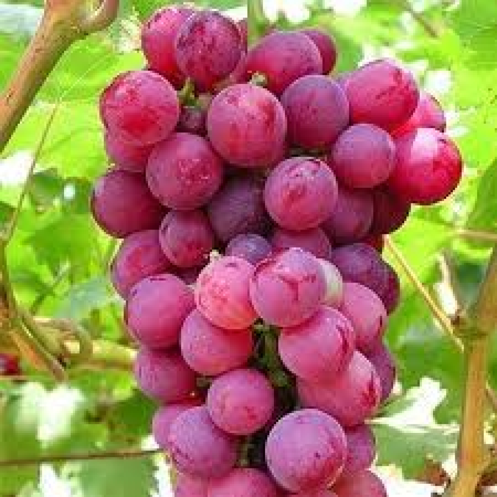 Red Globe Grapes – Sunkiss Limited